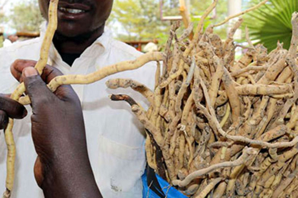 Mondia whitei: Popular African Plant For Erectile Dysfunction - rafaMALL