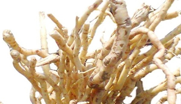 Mondia whitei: Popular African Plant For Erectile Dysfunction - Rafamall