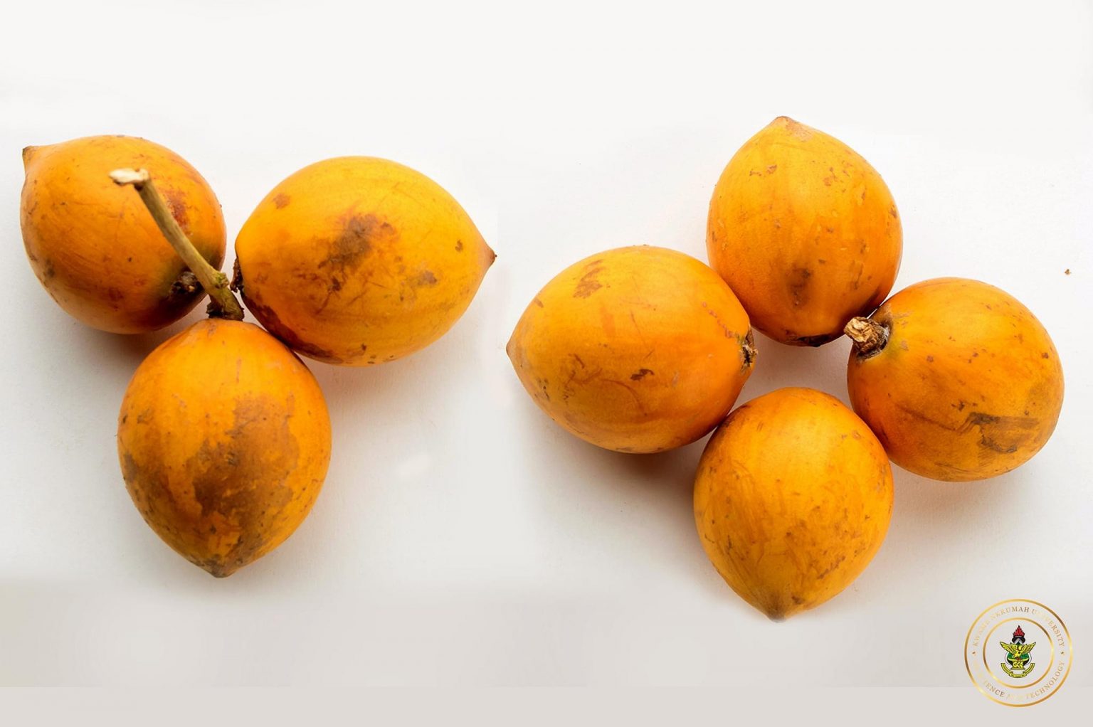 New Study On Alasa (African Star Fruit) Has Proven To Have Numerous ...