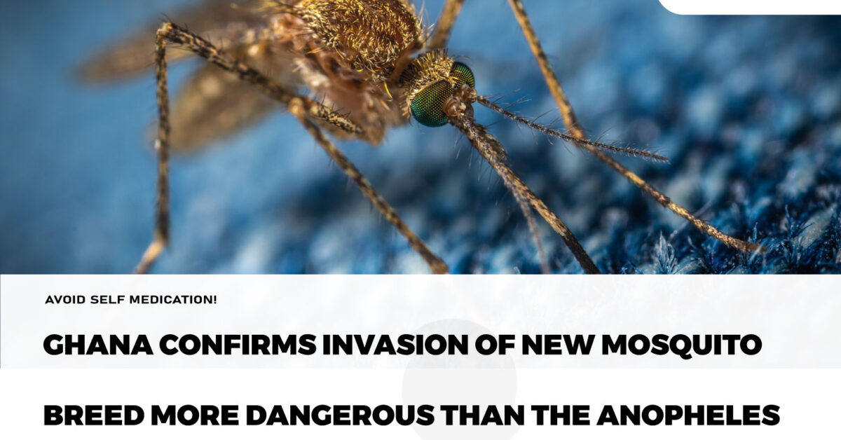 Ghana confirms invasion of new mosquito breed more dangerous than the ...
