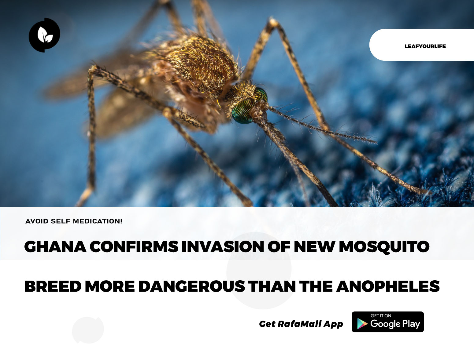 Ghana confirms invasion of new mosquito breed more dangerous than the ...
