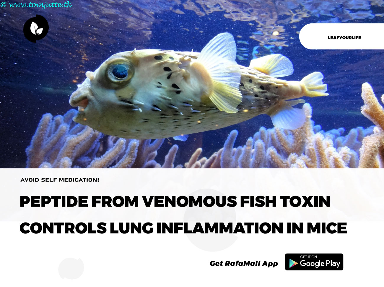Peptide from venomous fish toxin controls lung inflammation in mice ...
