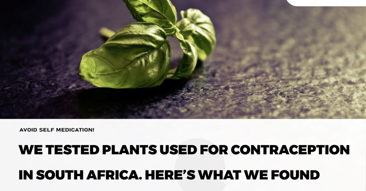 We tested plants used for contraception in South Africa. Here’s what we ...